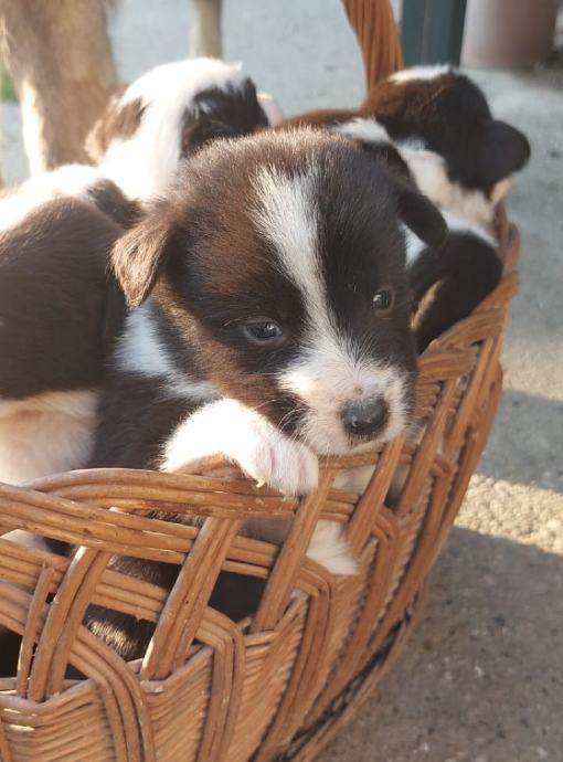 Border collie štenci (veliki i mali)