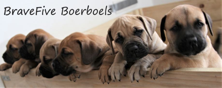 BURBUL - BOERBOEL - JUZNOAFRICKI MASTIF - SOUTH AFRICAN MASTIFF