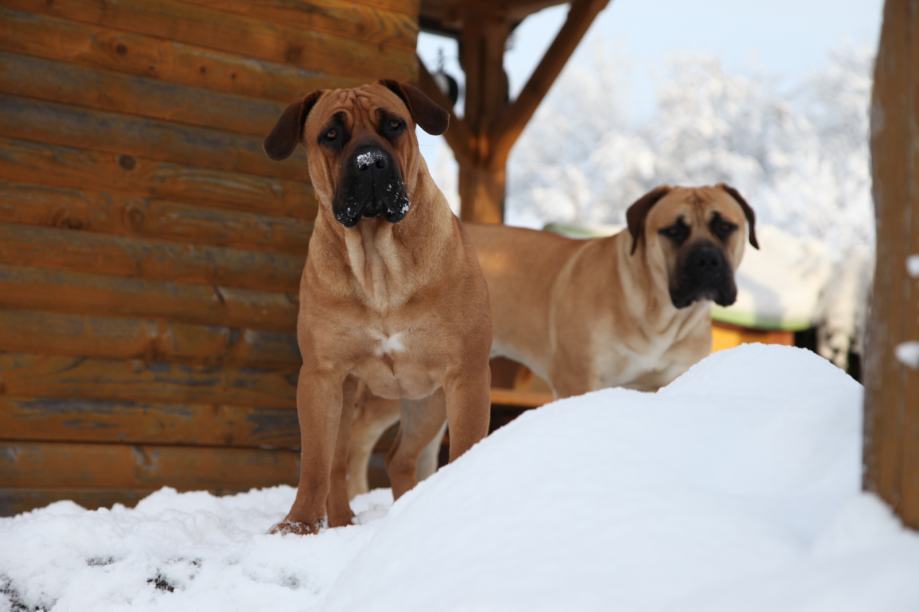 BURBUL - BOERBOEL - JUZNOAFRICKI MASTIF - SOUTH AFRICAN MASTIFF