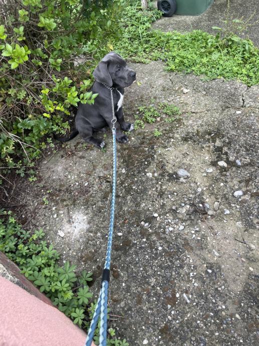 Cane corso blu gen