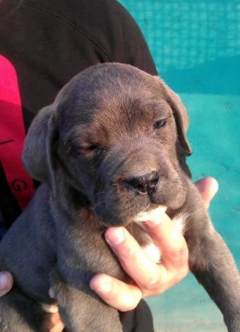Cane Corso - prvobirano musko stene