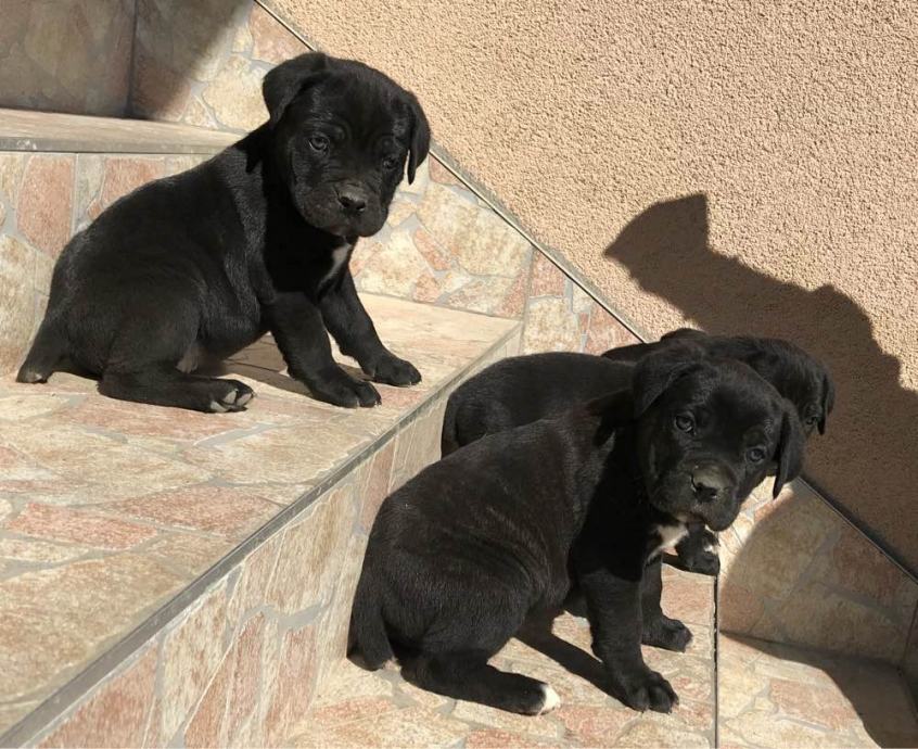 Cane corso