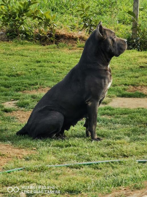 cane corso