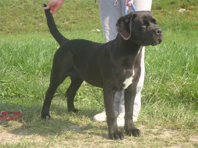 cane corso