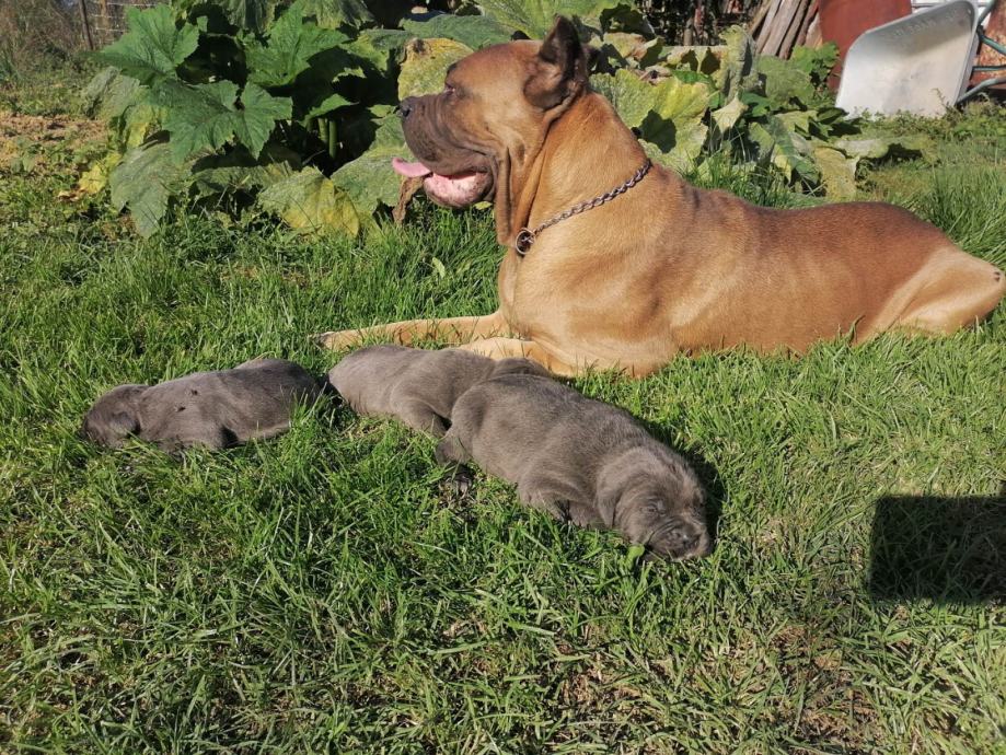 Cane Corso jedna plava cura ostala - DOSTAVA