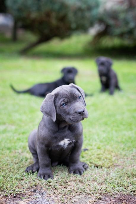 Cane Corso štenci - ostao jedan crni dečko -DOSTAVA