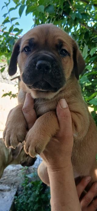 Cane Corso štenci