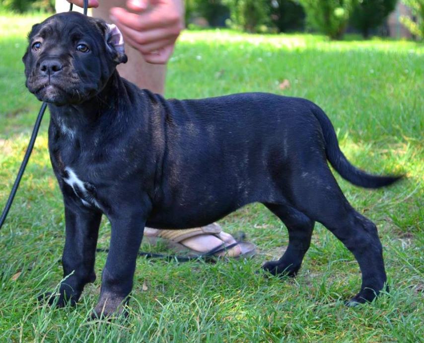 Cane Corso stenci