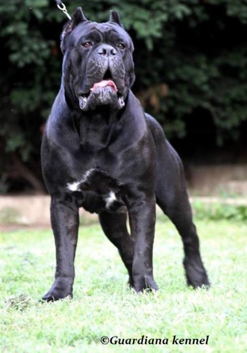 Cane Corso stenci