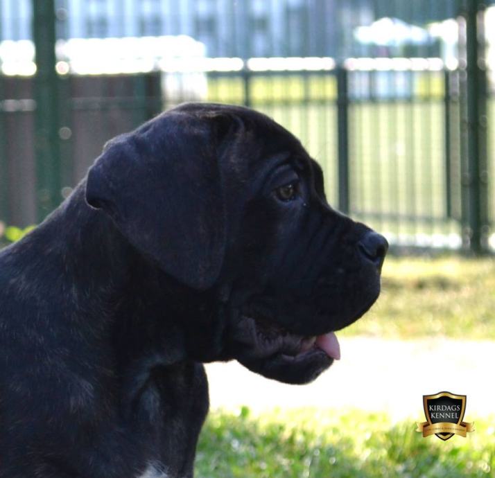 Cane Corso stenci
