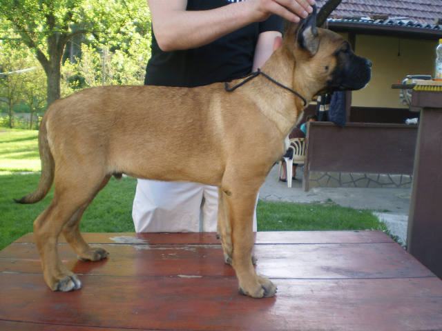 Cane Corso - stene od 4 meseci, odnegovano u vrhunskim uslov