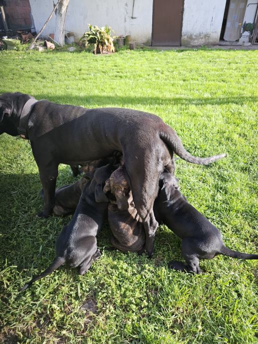 Cane Corso štene