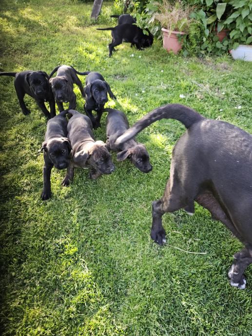 Cane Corso štene