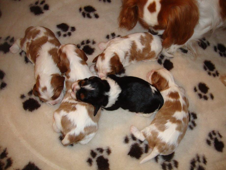 Cavalier King Charles Spaniel, kavaliri s rodovnicom, za pod bor