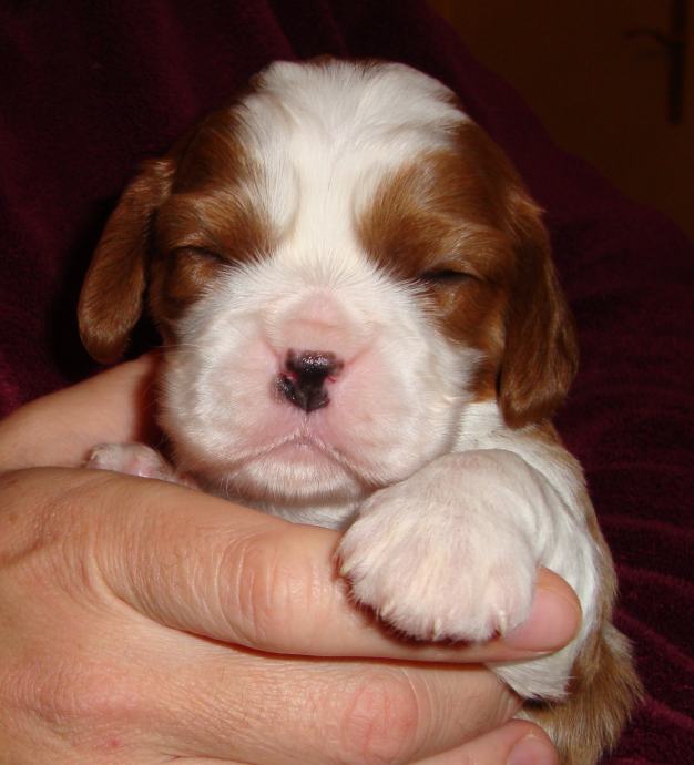 Cavalier King Charles Spaniel, kavaliri s rodovnicom, za pod bor
