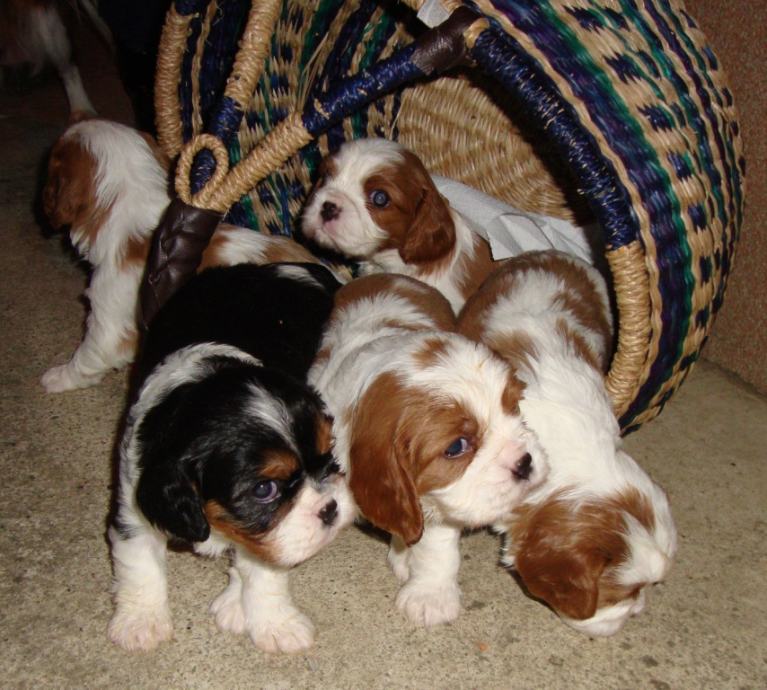 Cavalier King Charles Spaniel, kavaliri s rodovnicom, za pod bor