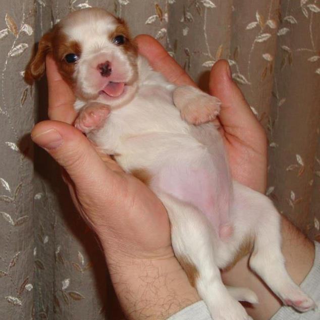 Cavalier King Charles Spaniel, kavaliri s rodovnicom, za pod bor