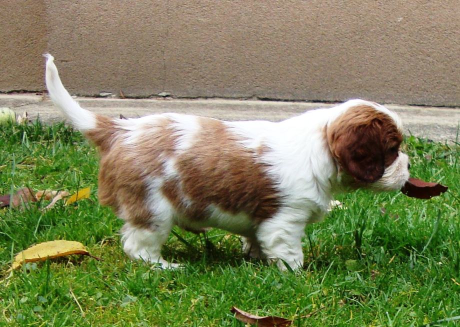 Cavalier King Charles Spaniel, kavaliri s rodovnicom, za pod bor