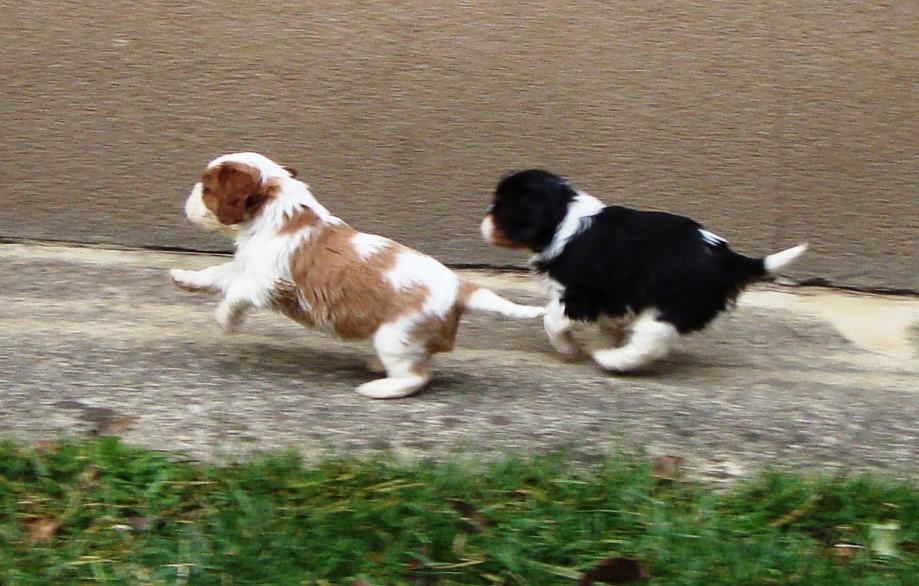 Cavalier King Charles Spaniel, kavaliri s rodovnicom, za pod bor