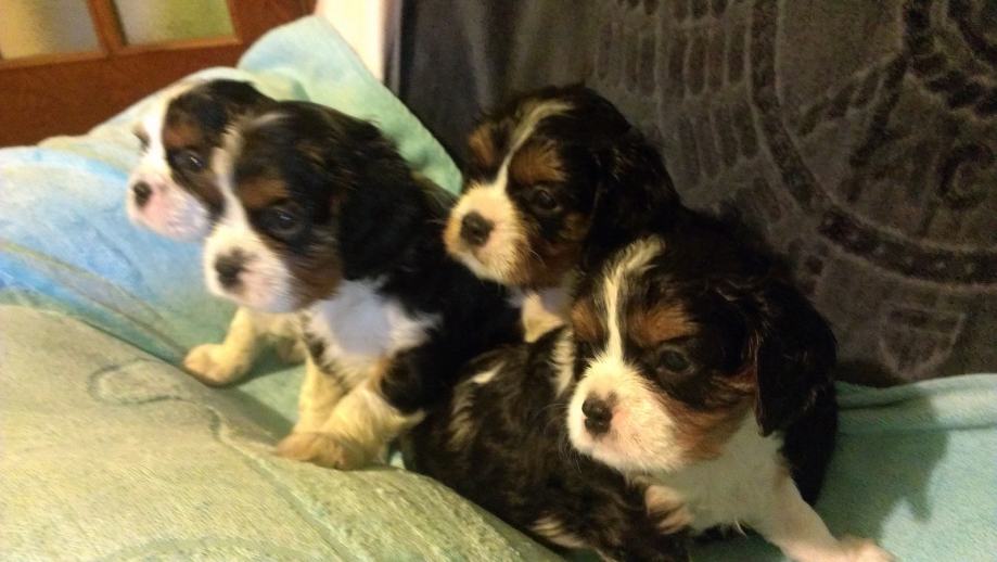 Cavalier King Charles Spaniel - još samo dečko sa slike