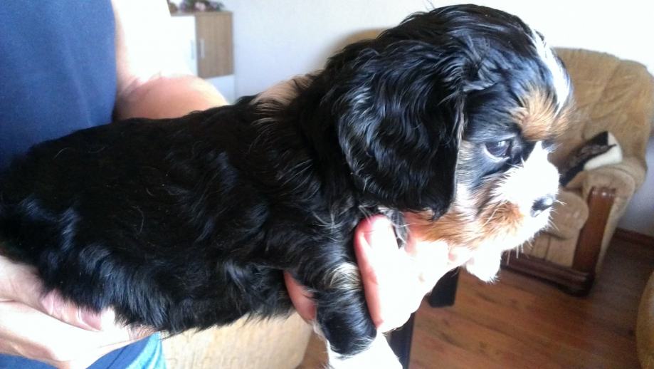 Cavalier King Charles Spaniel - još samo dečko sa slike