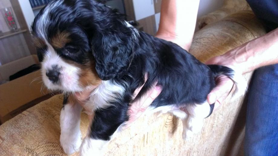Cavalier King Charles Spaniel - još samo dečko sa slike