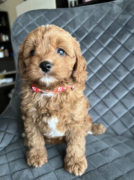 CAVAPOO