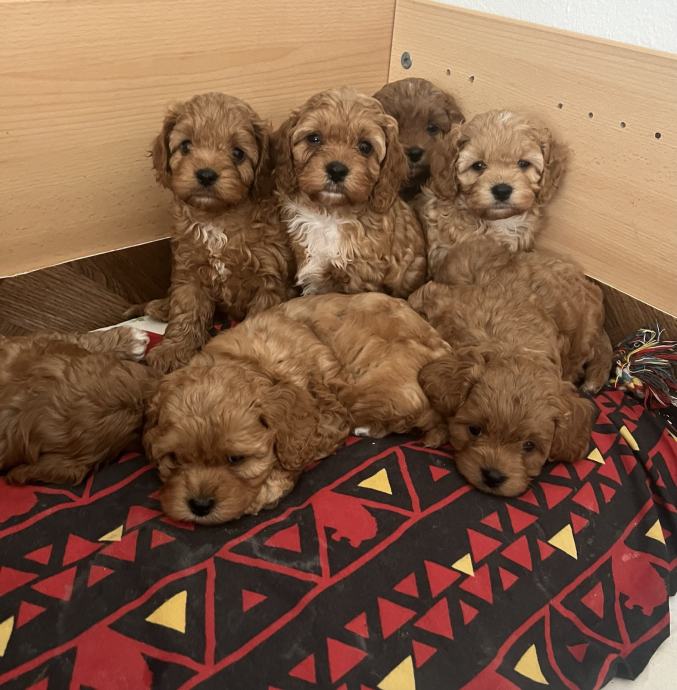 CAVAPOO