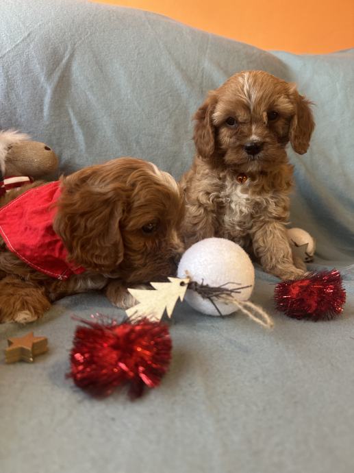 Cavapoo štenci - ( mini Pudla/Poodle + Cavalier) - DOSTAVA