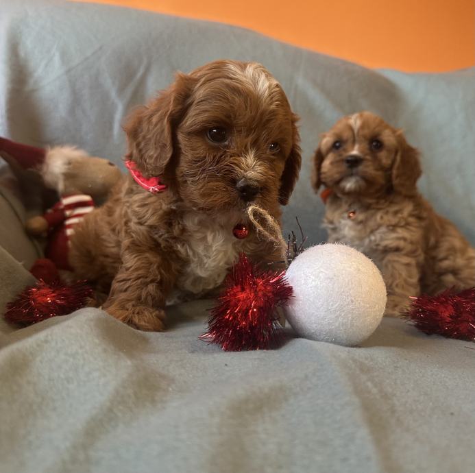 Cavapoo štenci - ( mini Pudla/Poodle + Cavalier) - DOSTAVA