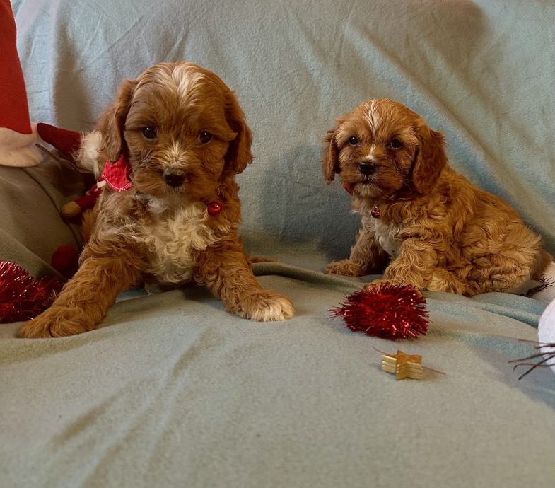 Cavapoo štenci - ( mini Pudla/Poodle + Cavalier) - DOSTAVA