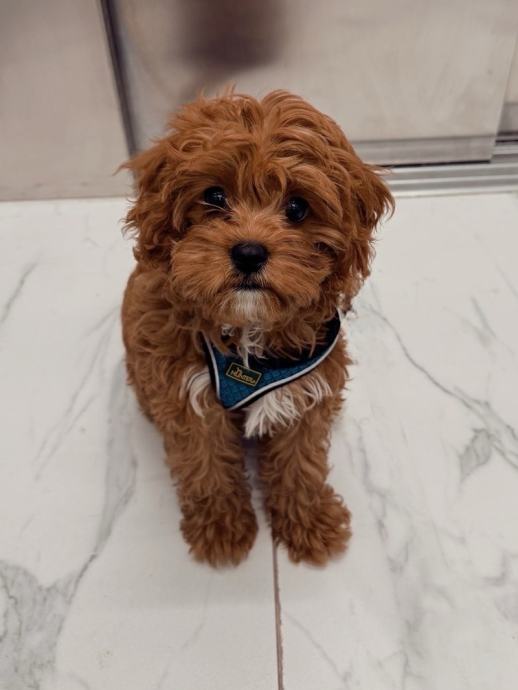 TOY CAVAPOO ŠTENCI
