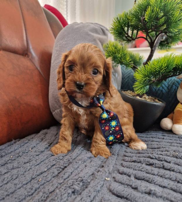 CAVAPOO (cavalier+pudla)dostava