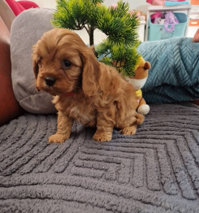 CAVAPOO (cavalier+pudla)dostava