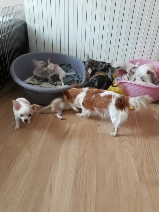 Chihuahua Chivava čivava čistokrvni Mini štenci čipirani Dostava