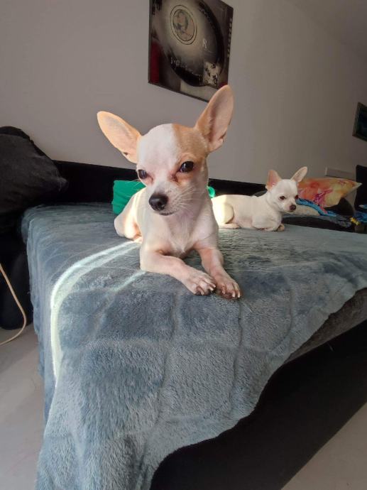 Chihuahua/civava stenci