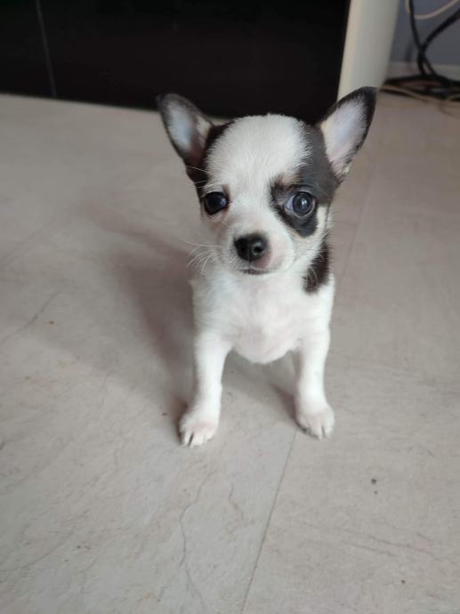 Chihuahua/civava stenci