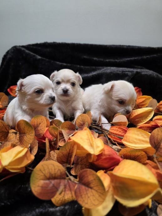 Chihuahuawe,čivave dugodlake