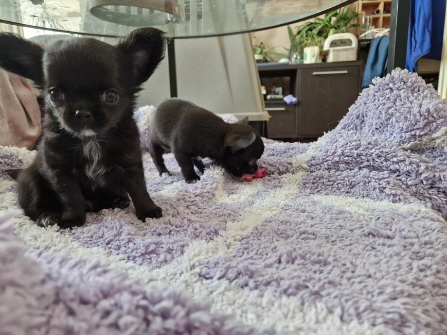 Chihuahua (Čivava) štenci