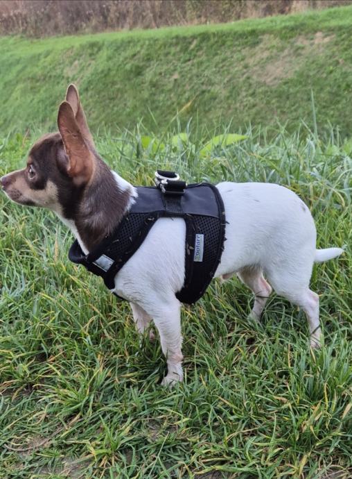 Chivava štenci - akcija