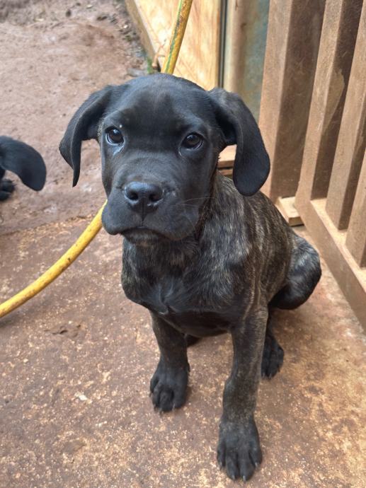 Čistokrvni Cane corso štenci, curice i dečki