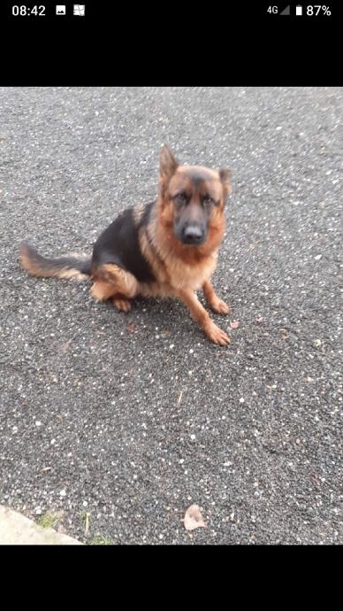 Cistokrvni njemacki vucjak