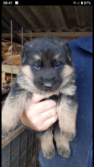 Cistokrvni njemacki vucjak