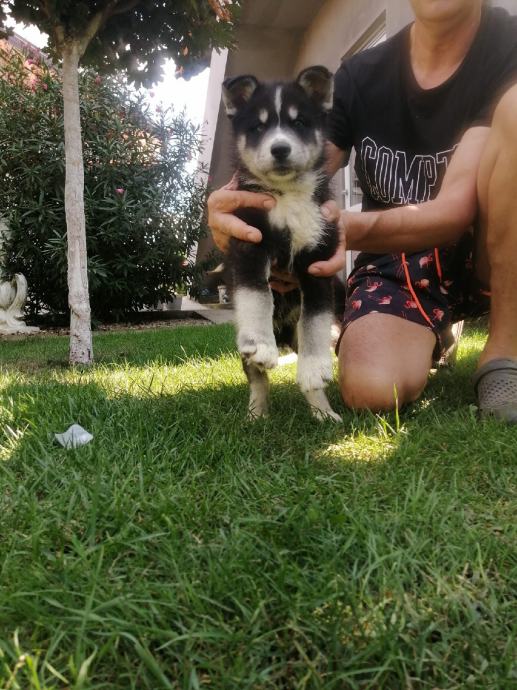 Čistokrvni Sibirski Haski