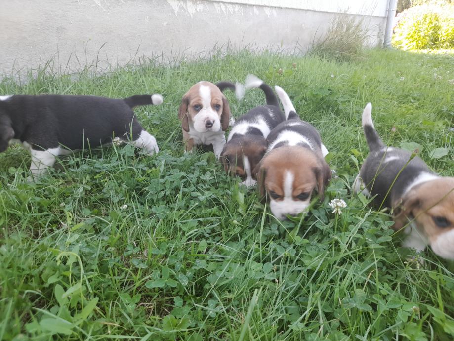 Čistokrvni štenci BIGL