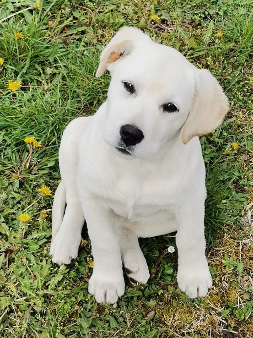 Čistokrvno štene Labradora