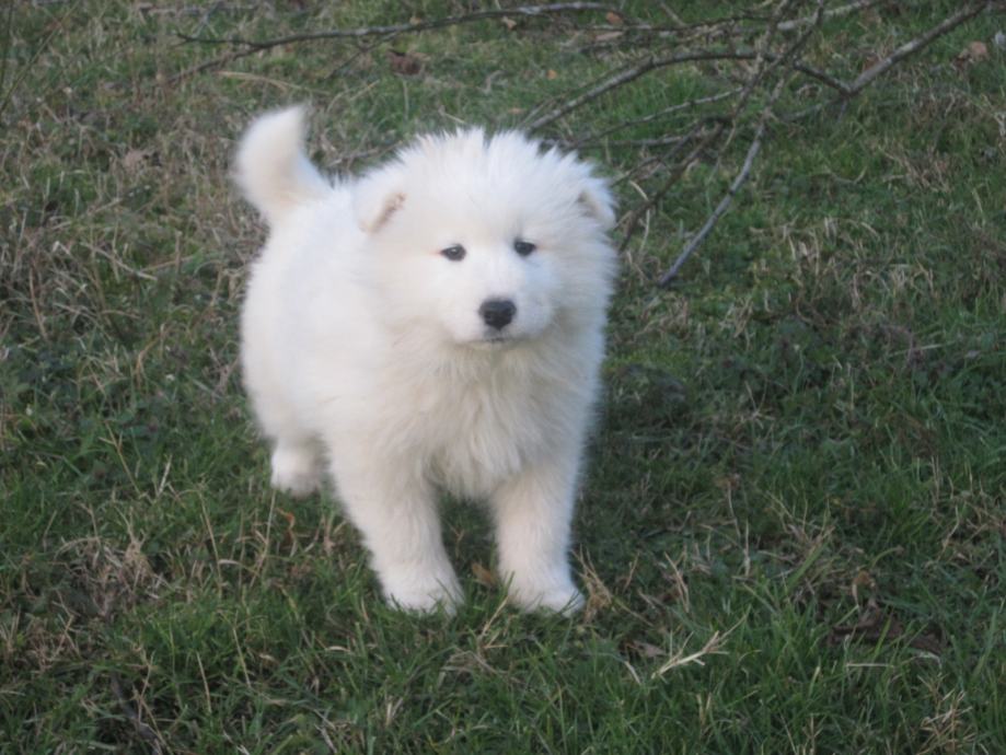 ČISTOKRVNO ŠTENE SAMOJEDA MEDVJEĐI TIP