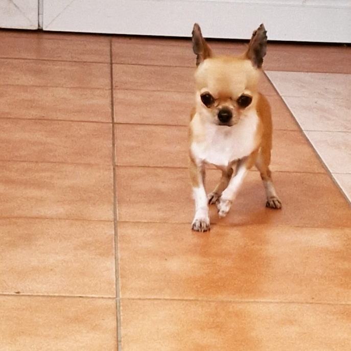 Civava curica (mini)