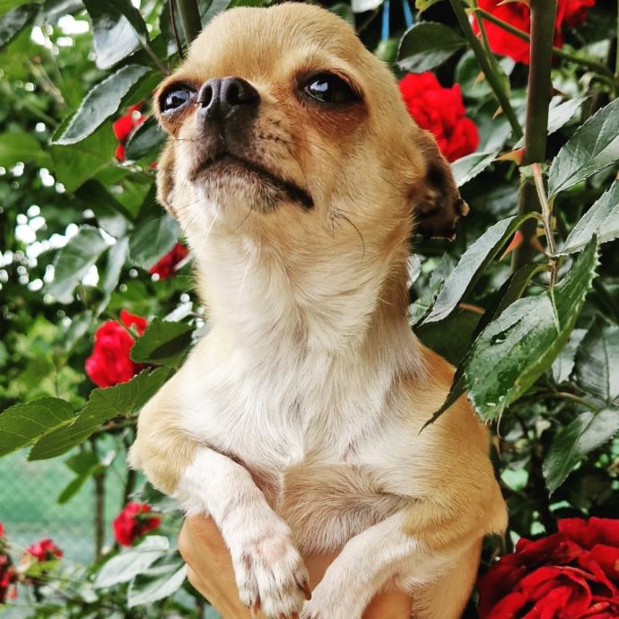 Civava curica (mini)