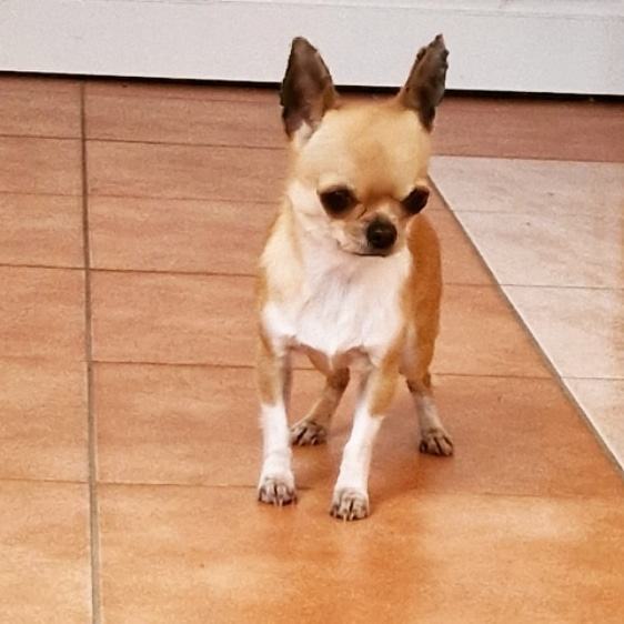 Civava curica (mini)